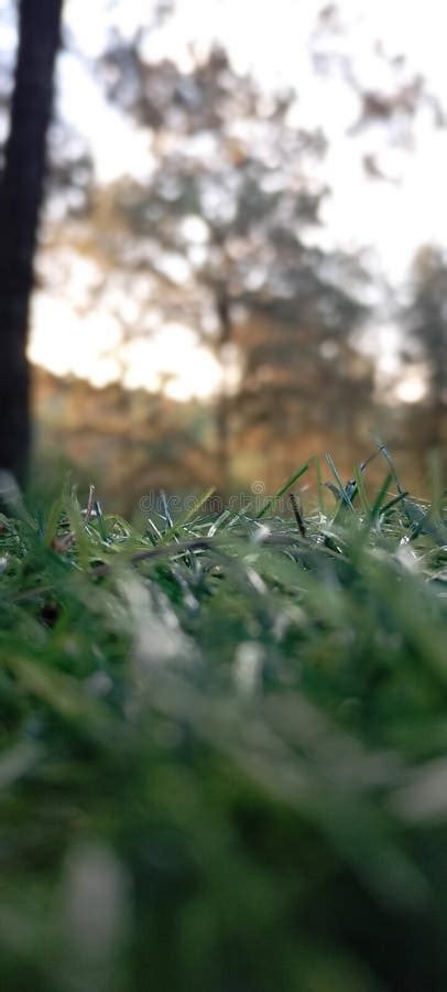 The Photo Of The Grass Is Accompanied By A View Of The Bright Setting