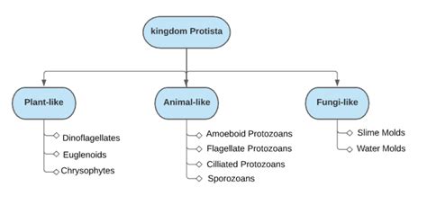 Kingdom Protista Classification Chart