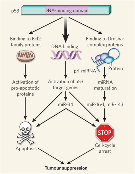 Three Antitumour Functions The Dna Binding Domain Of P53 Lies In The