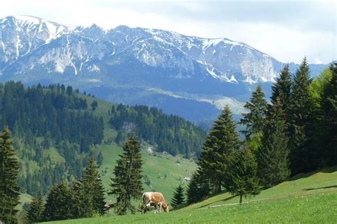 Excursion In Moeciu De Sus Recommended For Families With Native