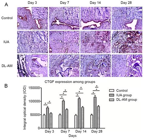 Profiles Of Ctgf Expression Among Groups A Immunohistochemical