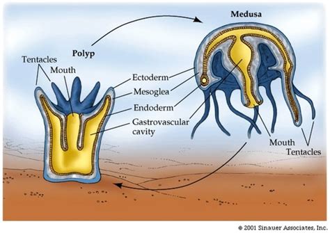 Phylum Cnidaria And Ctenophora Flashcards Quizlet