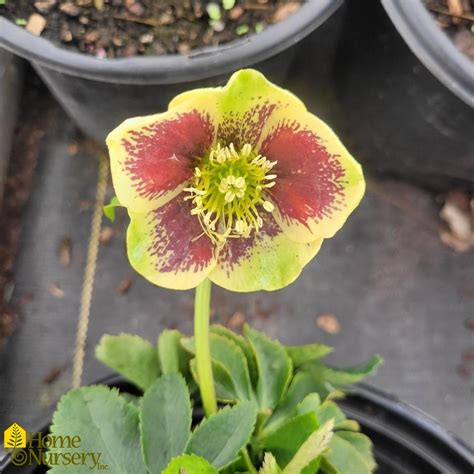 Helleborus X Honeymoon® Rio Carnival Lenten Rose From Home Nursery