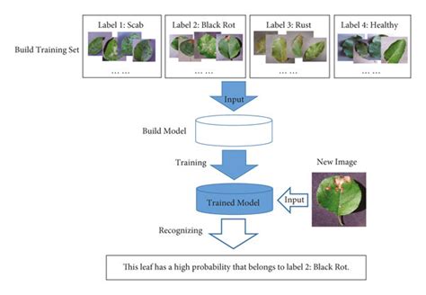 An Example Of Crop Leaf Disease Image Recognition Download Scientific Diagram