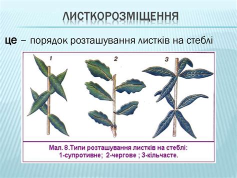 Листок бічний орган пагона презентация онлайн