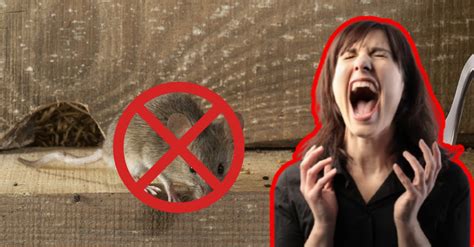Як прогнати мишей з будинку гризуни бояться цього як вогню Голос Карпат