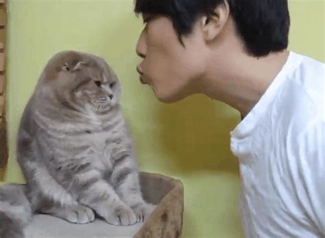 如果舔一下猫，猫会有什么反应？ 知乎
