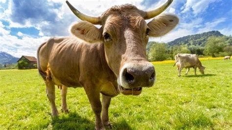 Incidente Sulla Casilina Scontro Tra Un Auto E Una Mucca Un Ferito