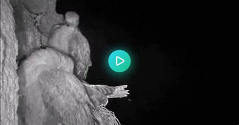 Owl Vs Hawk Album On Imgur