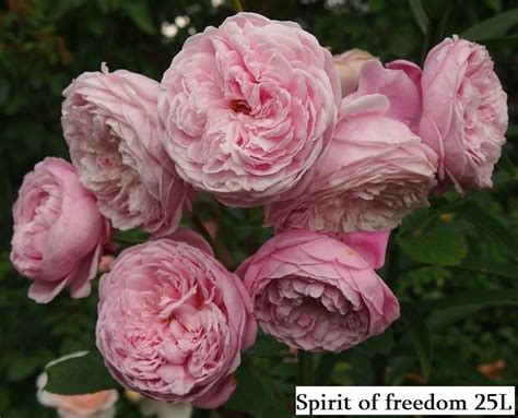 იელის ვარდები იელის ვარდები Added A New Photo