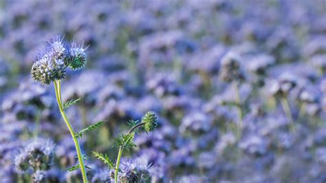 ぼやけた紫色の開花場の背景に美しい紫色のタンジーが咲きますファセリアタナセティフォリア 169のストックフォトや画像を多数ご用意