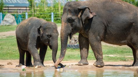 Asian Elephants Habitat