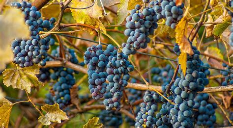 Сад сезонные работы в октябре на