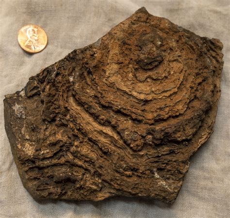 Stromatolites The Earliest Life Start Of The Fossil Record Mini Museum