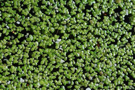 Duckweed Control How To Get Rid Of Duckweed Gardening Know How