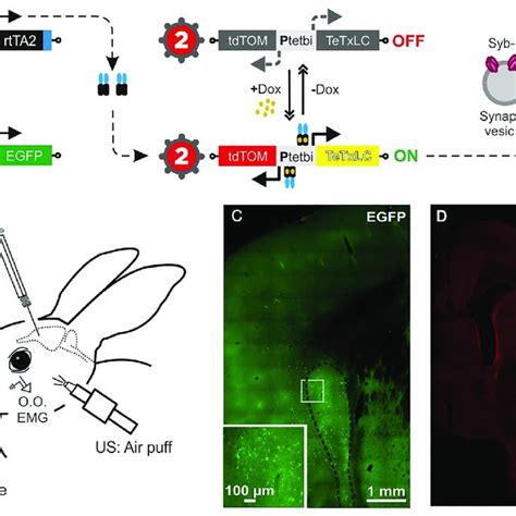 Classical Eyeblink Conditioning Using A Delay Paradigm A In Addition