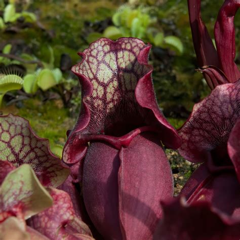 Rare 5 Sarracenia Purpurea Seeds Purple Pitcher Plant Seeds
