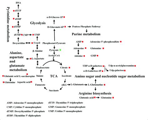 Schematic Representation Of Altered Metabolic Pathways In Lmh Cells