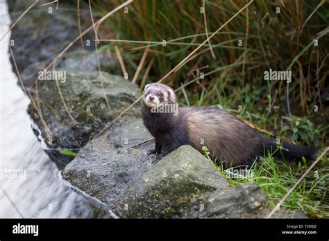 Europaische iltis -Fotos und -Bildmaterial in hoher Auflösung – Alamy