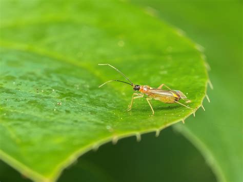 Mirid Bug Grooming Talk Photography