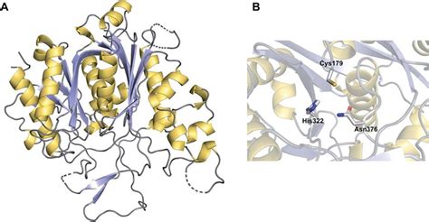 Crystal Structure Of A Ketosynthase Domain That Catalyses Chain Download Scientific Diagram