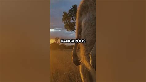 The Myth Of Flying Kangaroos Ancient Legends Revealed 🦘 Youtube