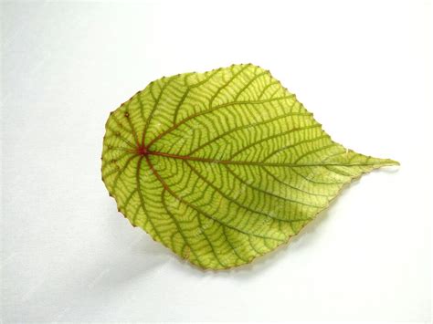 Premium Photo Close Up Of Multi Colored Leaf Against White Background