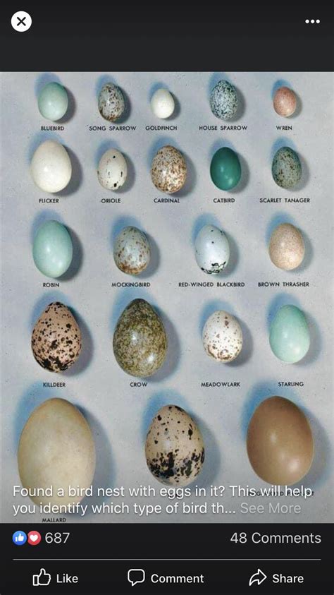 Identifying Bird Eggs Chart