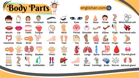 Parts Of Body Name With Picture • Englishan