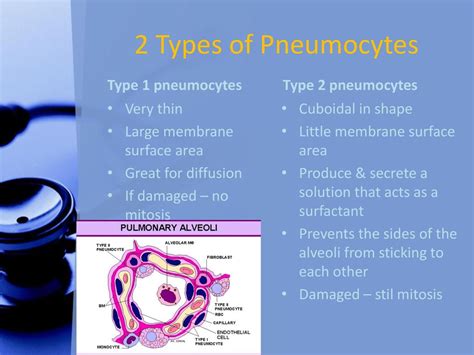 Difference Between Type 1 And Type 2 Pneumocytes Printables Free