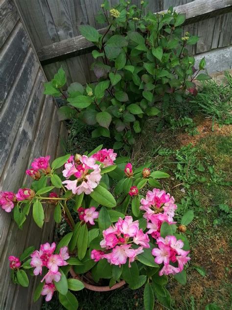 Azalea And Hydrangea Azaleas Landscaping Small Gardens Azaleas Care