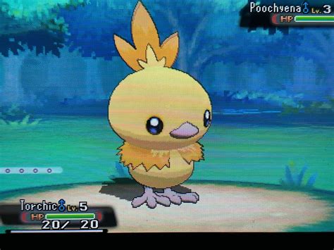 Gen Vi Shiny Torchic After 8812 Srs My Mom Named Him Squirt Rshinypokemon