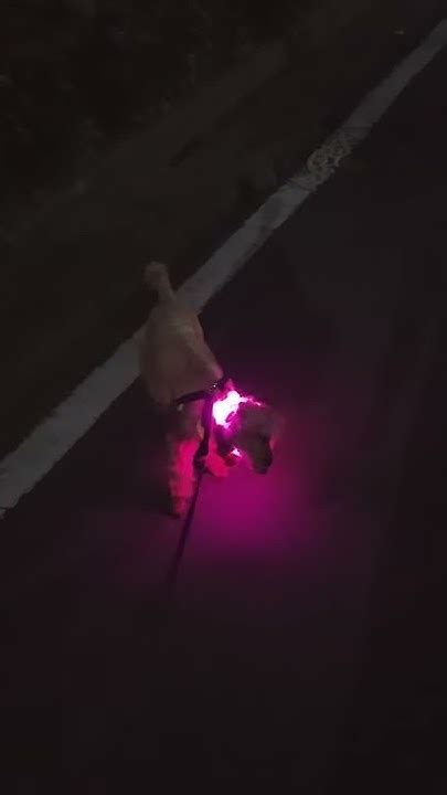 푸들♥레이 밤 마실~ Youtube