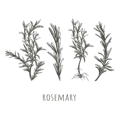 Premium Vector Rosemary Hand Drawing Rosemary Sketch Set Vector