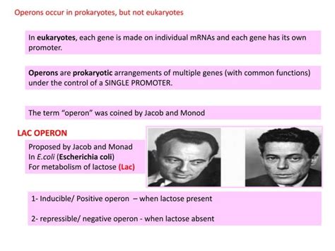Regulation Of Gene Expression Lac Operonpptx