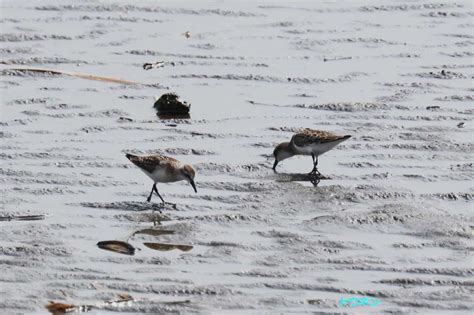 渡り途中のシギチドリ 千葉県内 ぶらぶら自然散歩2 楽天ブログ