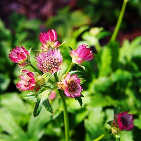 Astrantia Major Lars Masterwort Χορομίδης