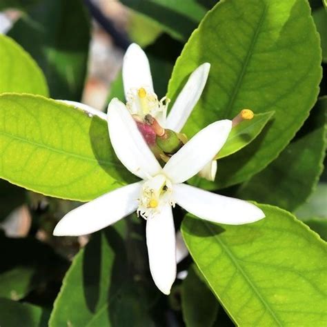 Citrus X Meyeri Lemonicious Pbr Warners Nurseries
