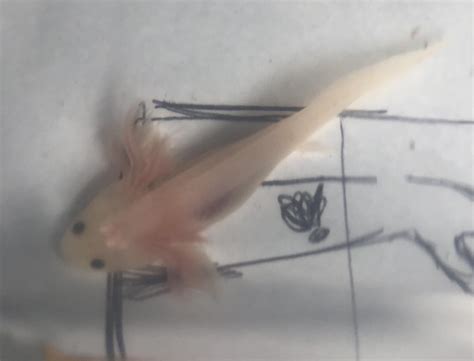 Just Got My Axolotl Named Dio Brando Raxolotls