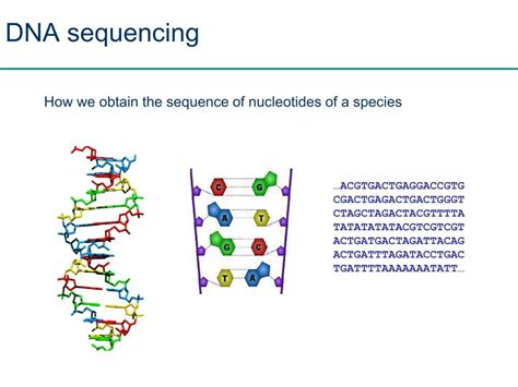 Ppt Dna Sequencing And Assembly Powerpoint Presentation Id 496522