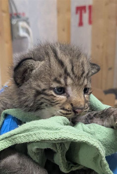 Three Orphaned Bobcat Kittens Receiving Care At Southwest Virginia