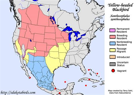 Yellow Headed Blackbird Species Range Map