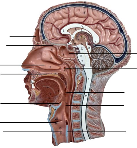 Diagram Of Anatomy Upper Resp Quizlet