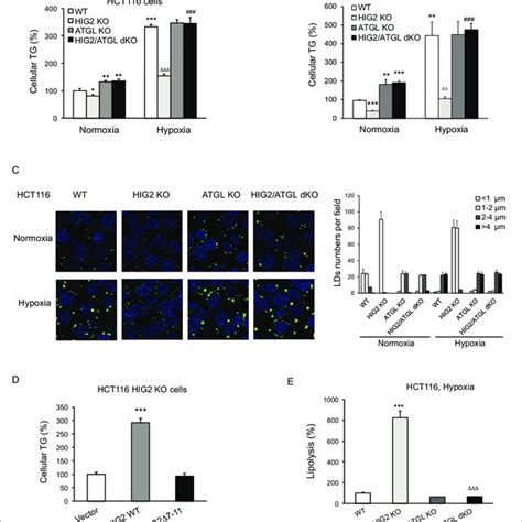 Lipolytic Inhibition By Hig2 Causes Tg Accumulation Under Hypoxia