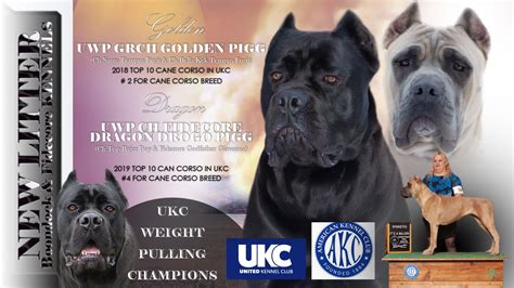 Boondocks Fidecore Cane Corso