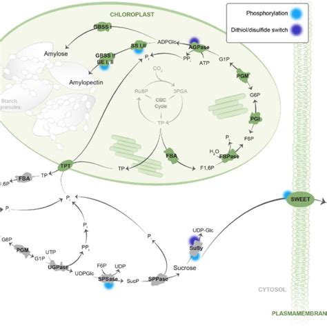 Prominent Physiological Posttranslational Modifications Found In Plant