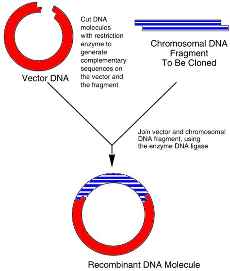 Illustration Of The Insertion Of Chromosomal Dna Into A Plasmid Vector Download Scientific
