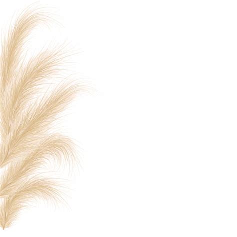 4000 Pampas Grass Stock Illustrations Royalty Free Vector Graphics
