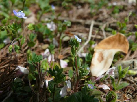 相去のとある丘4 18残り後編 みちのくの山野草