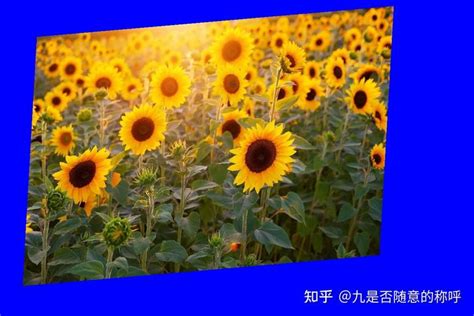 opencv算法精解：基于python与c ，几何变换 投影变换 知乎